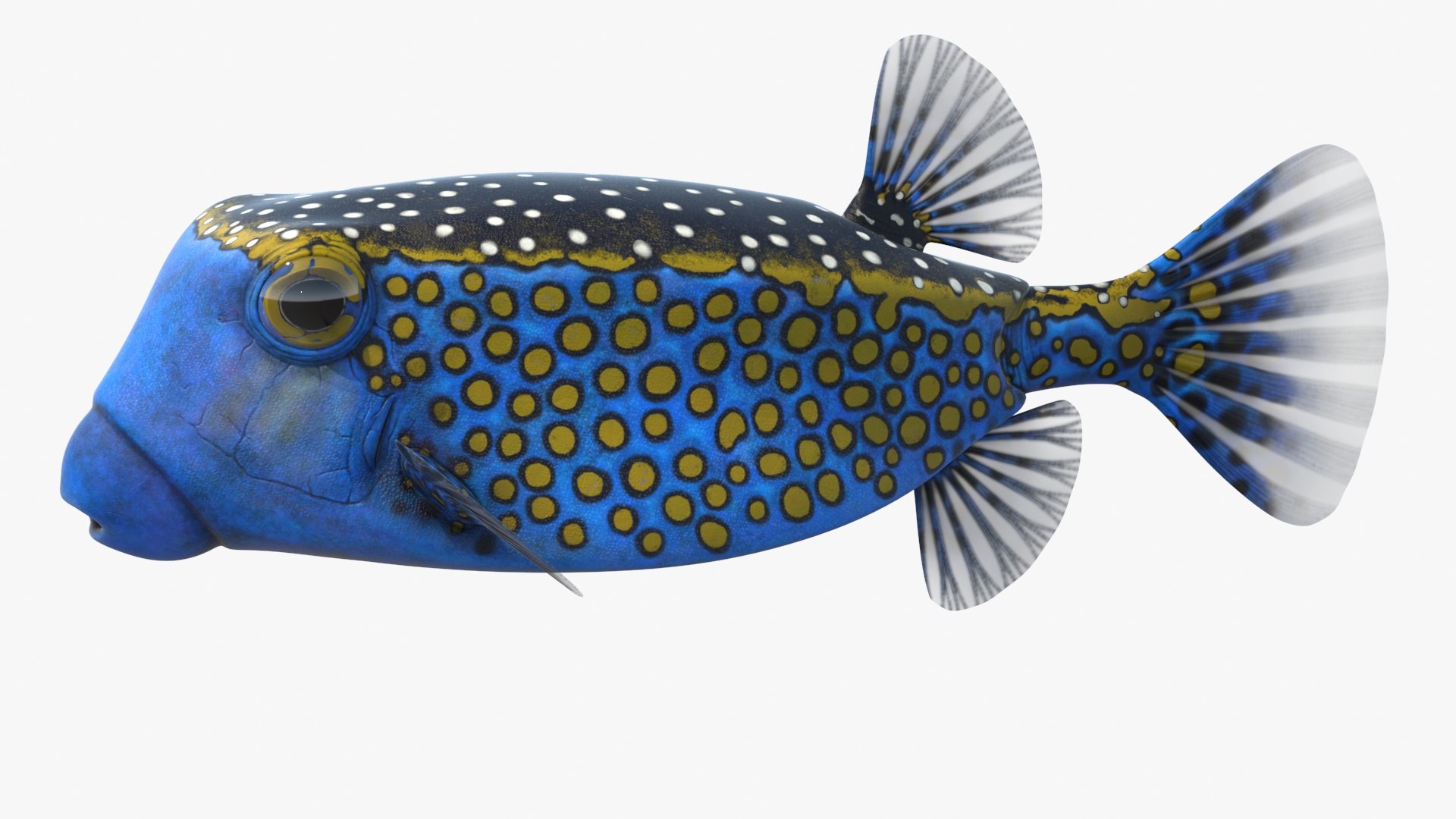 3D Model Ostracion Meleagris Fish Blue - TurboSquid 2325289
