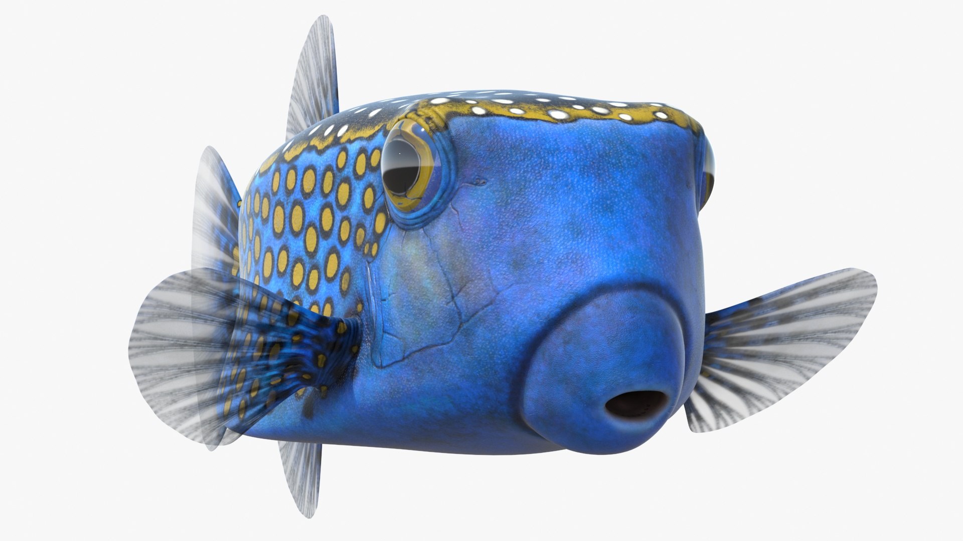 3D Model Ostracion Meleagris Fish Blue - TurboSquid 2325289
