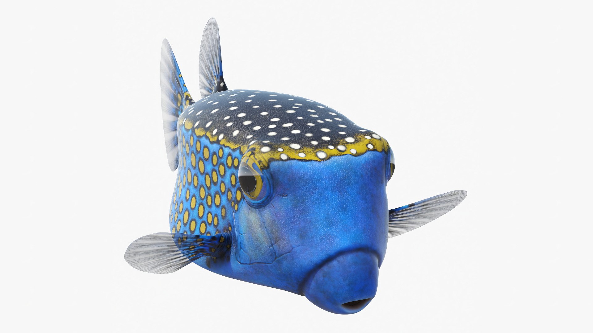 3D Model Ostracion Meleagris Fish Blue - TurboSquid 2325289