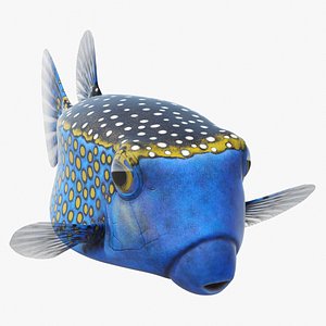 Free 3D Fish Models - Available For Download On TurboSquid