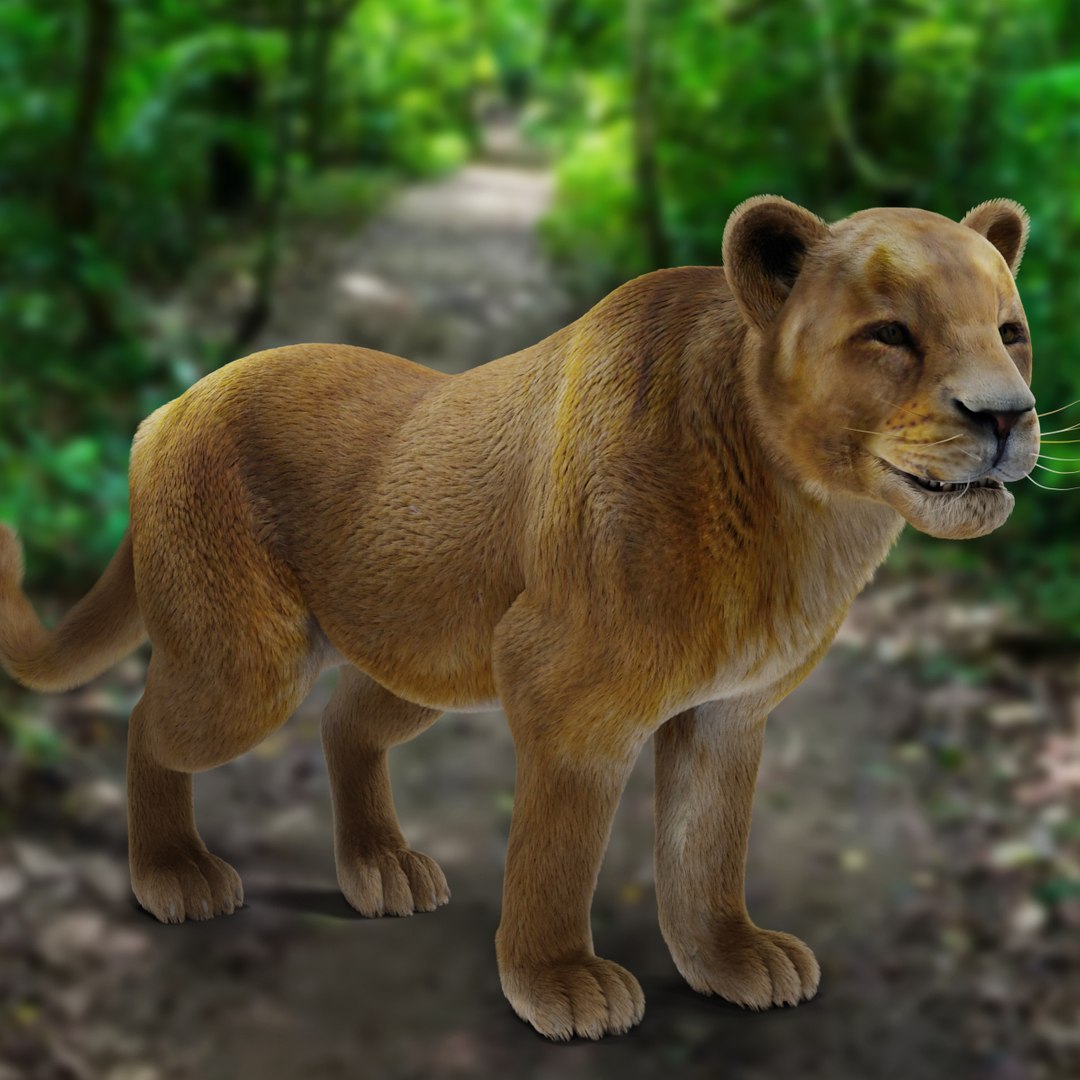 Fur Lioness V02 Rigged in Blender3D模型 - TurboSquid 2034843