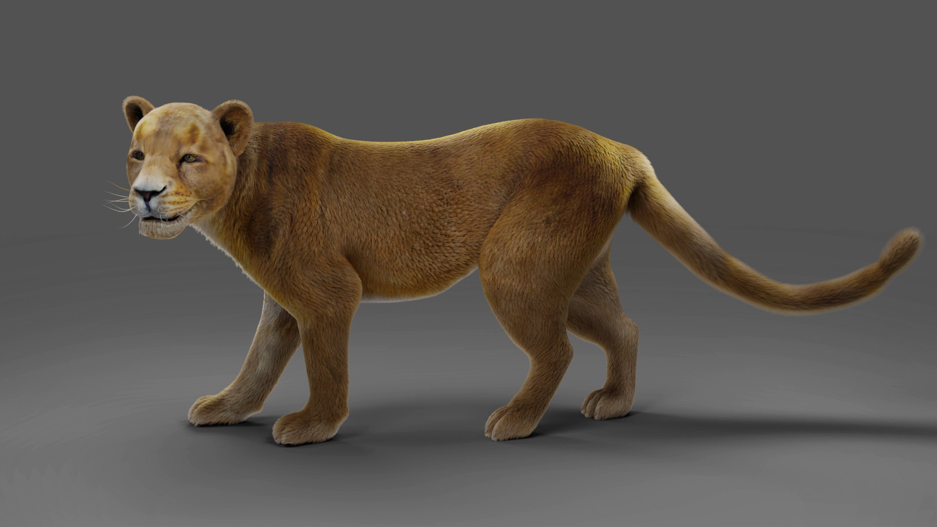 3D Fur Lioness V02 Rigged In Blender Model - TurboSquid 2034843