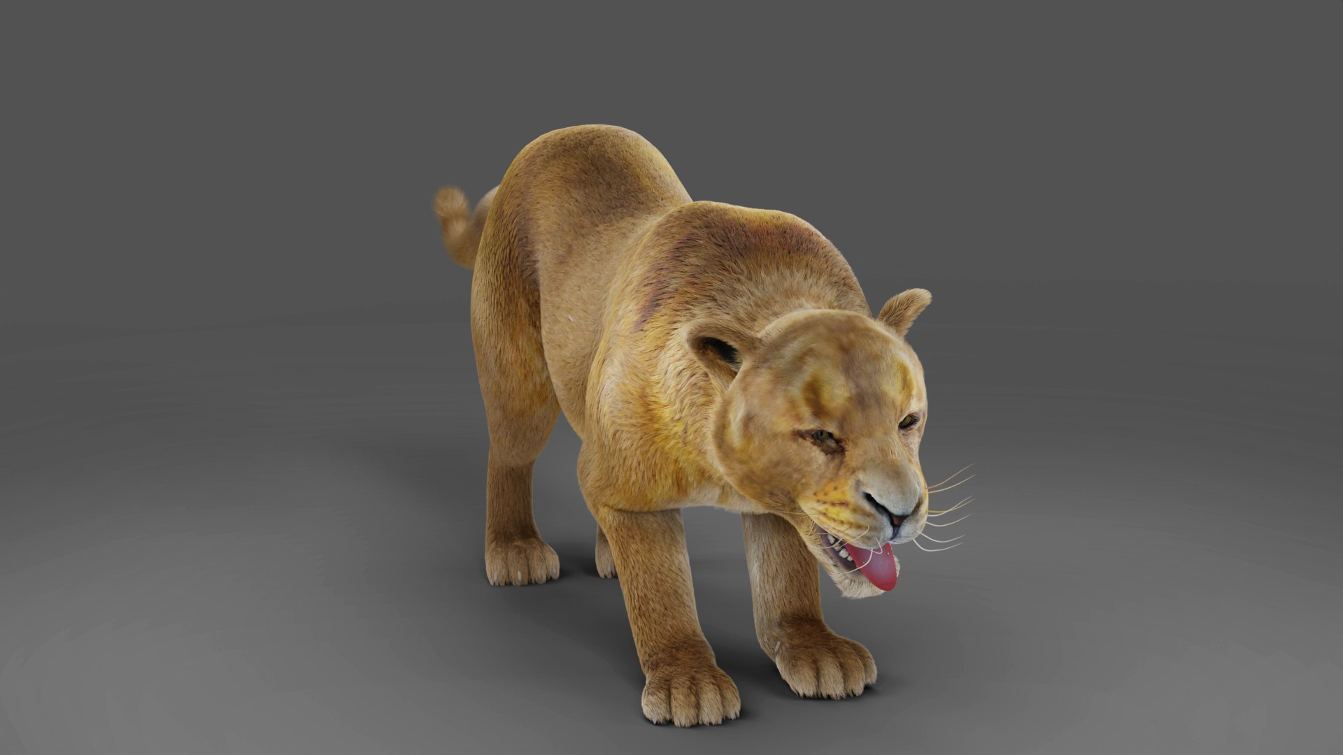 3D Fur Lioness V02 Rigged In Blender Model - TurboSquid 2034843