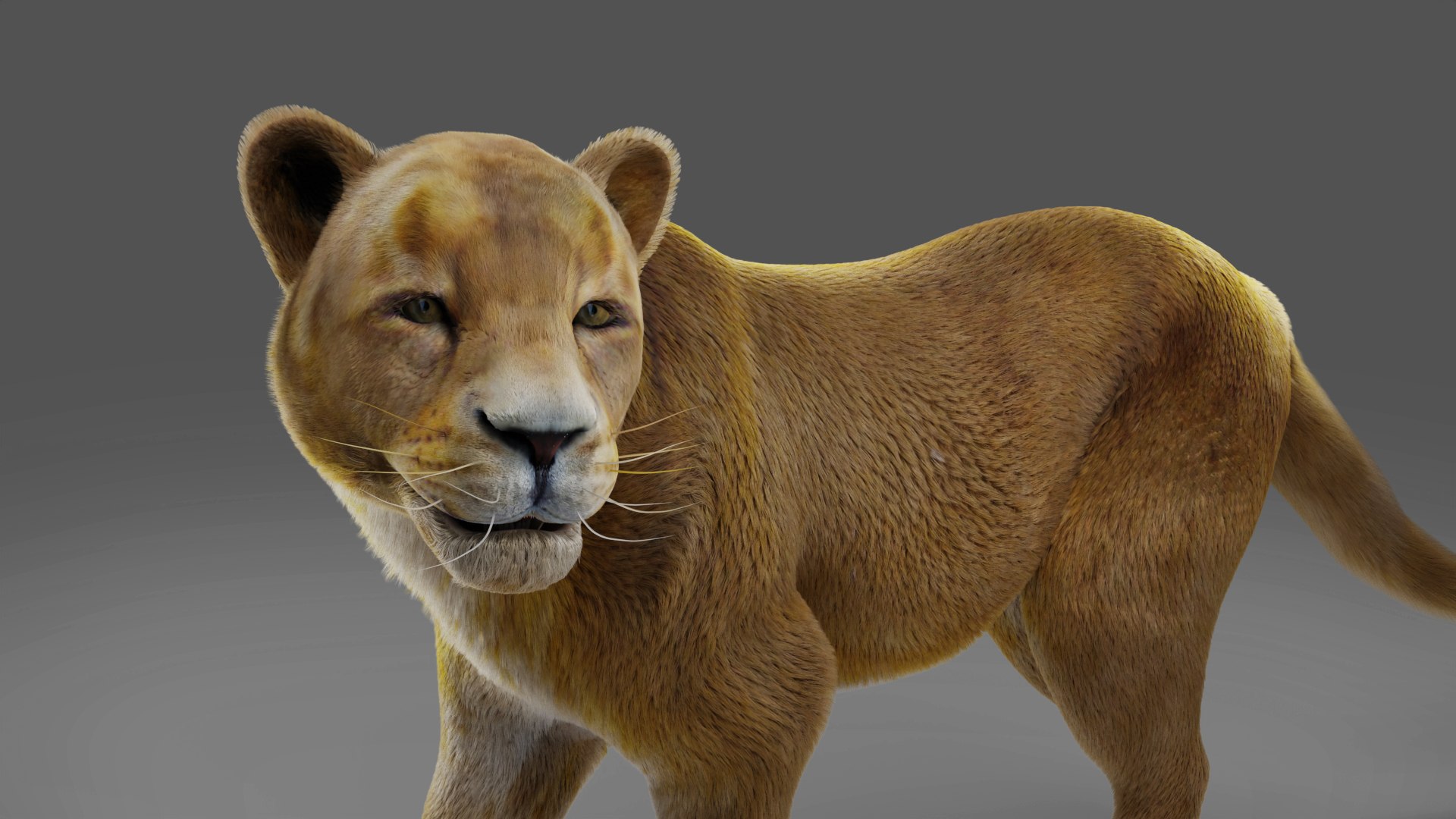 3D Fur Lioness V02 Rigged In Blender Model - TurboSquid 2034843