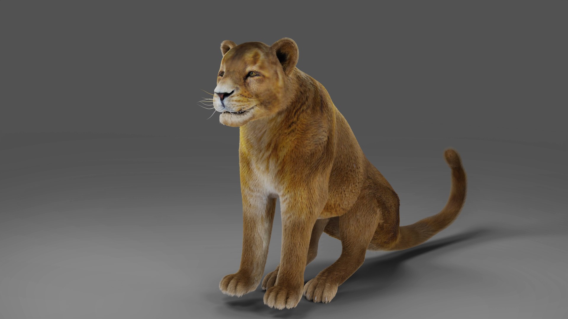 3D Fur Lioness V02 Rigged in Blender model - TurboSquid 2034843