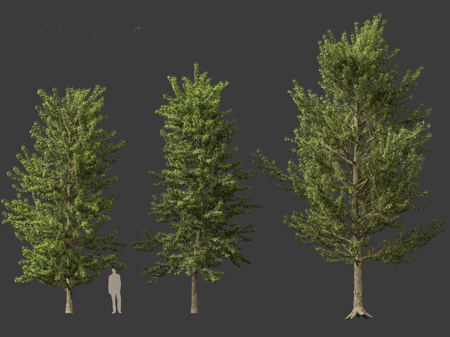 3D Populus balsamifera - Balsam poplar - TurboSquid 2143617