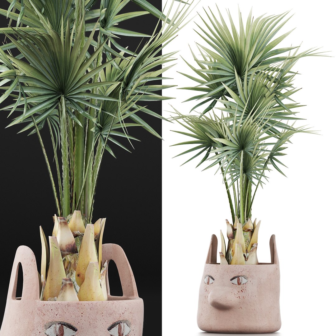 Sabal Minor 3D Model - TurboSquid 1680770