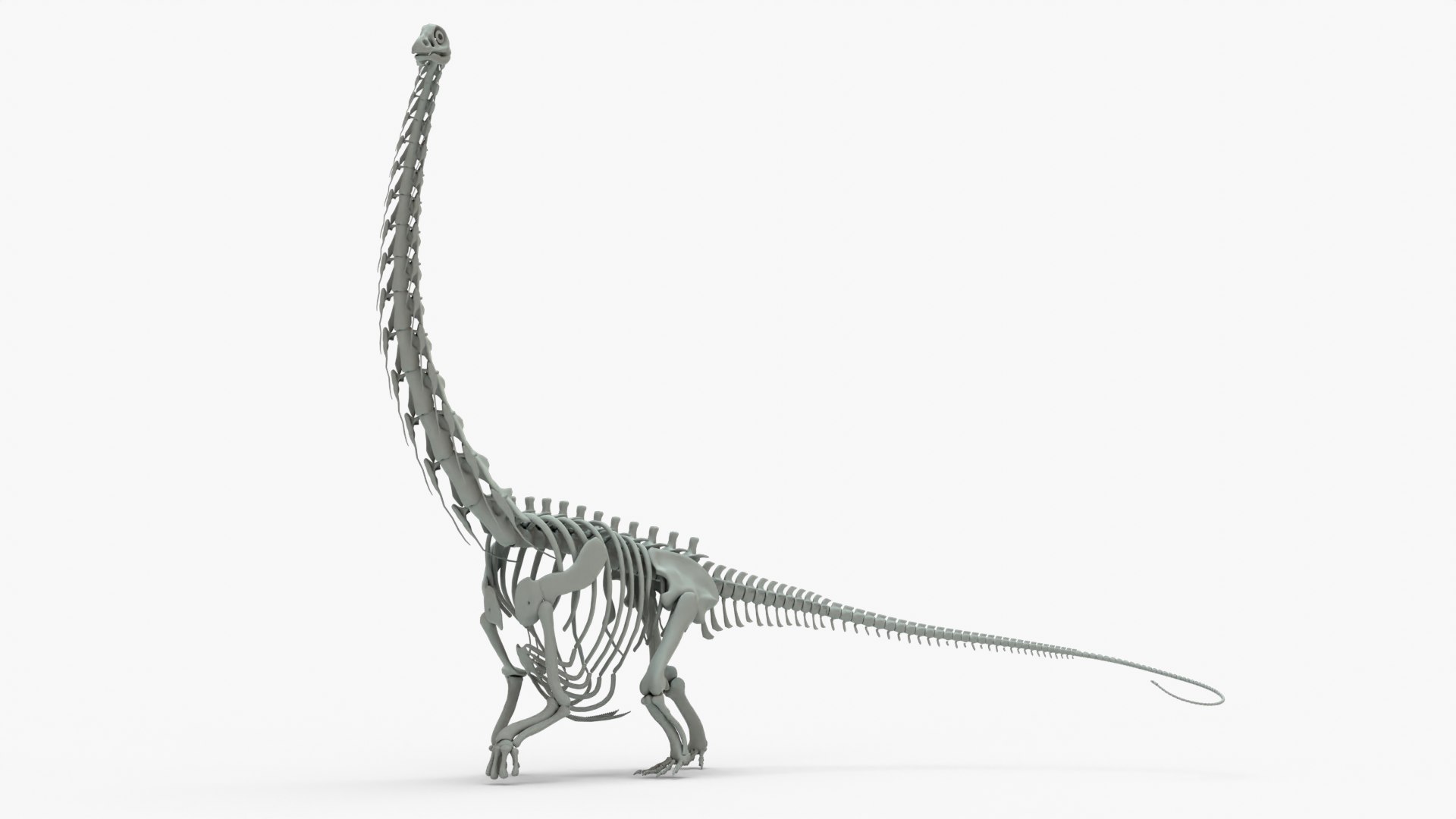 Argentinosaurus Rigged Skeleton 3D model - TurboSquid 2131869