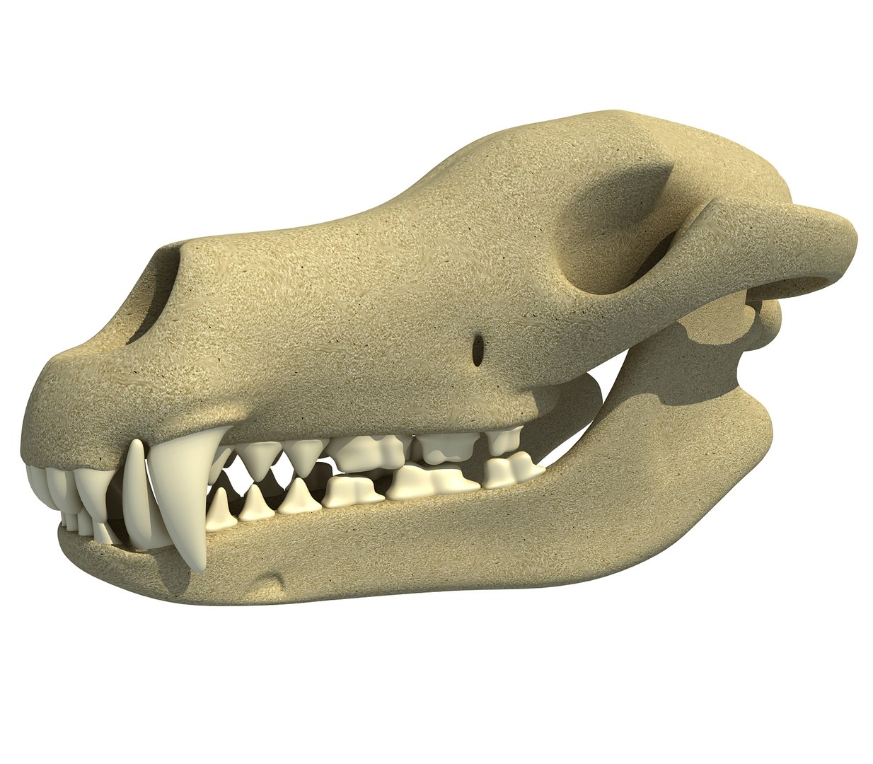 3d Wolf Skull Model