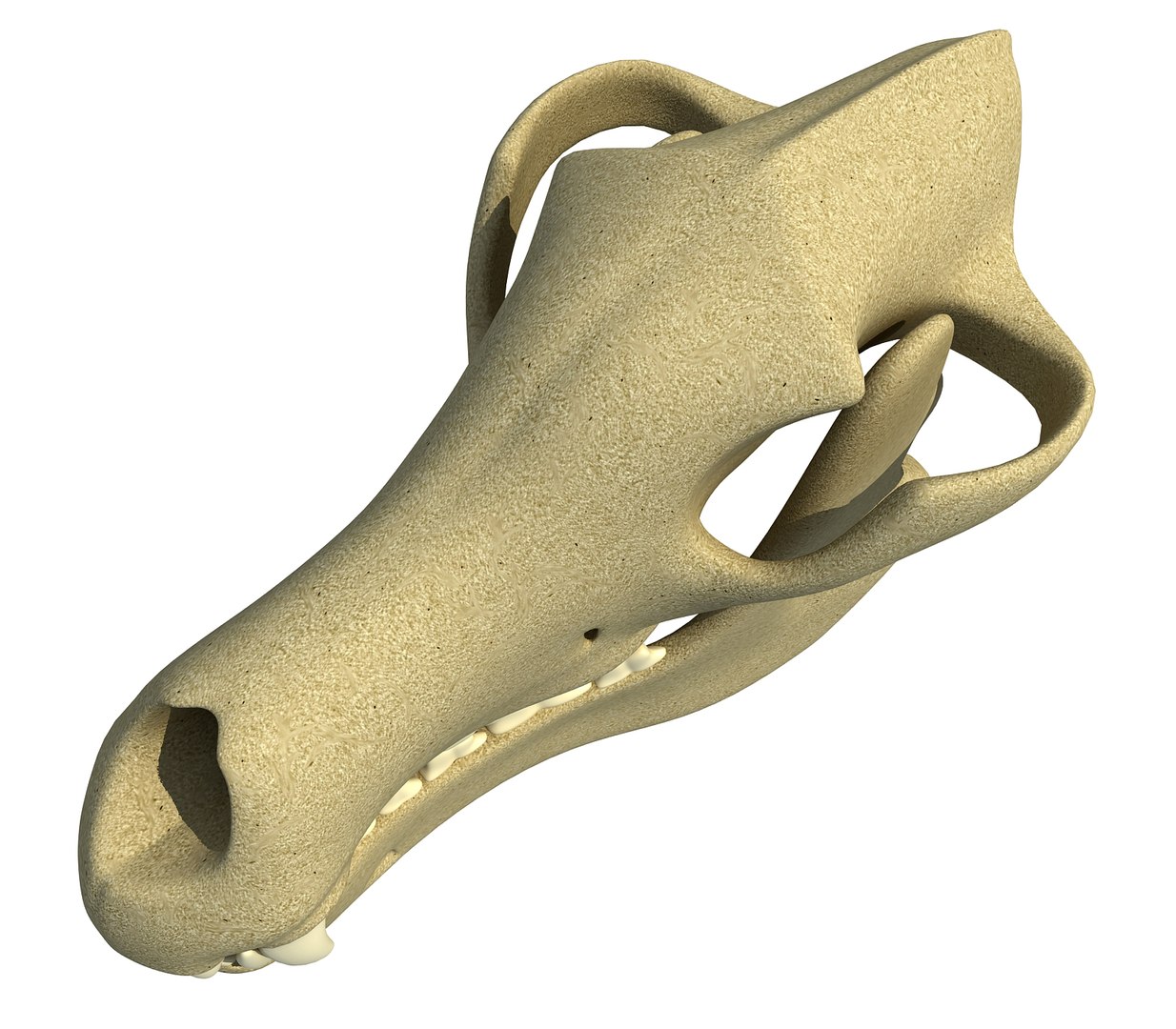 3d Wolf Skull Model
