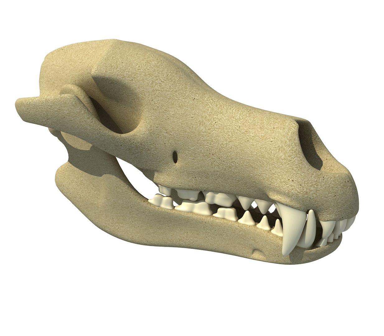 3d Wolf Skull Model