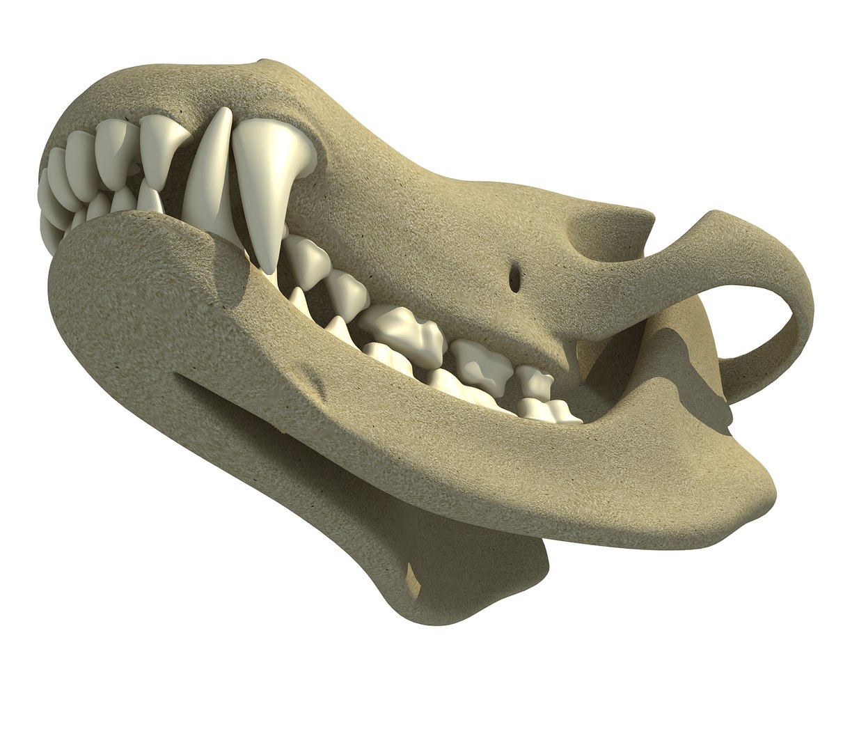 3d Wolf Skull Model