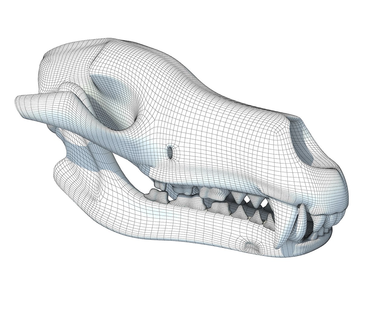 3d Wolf Skull Model