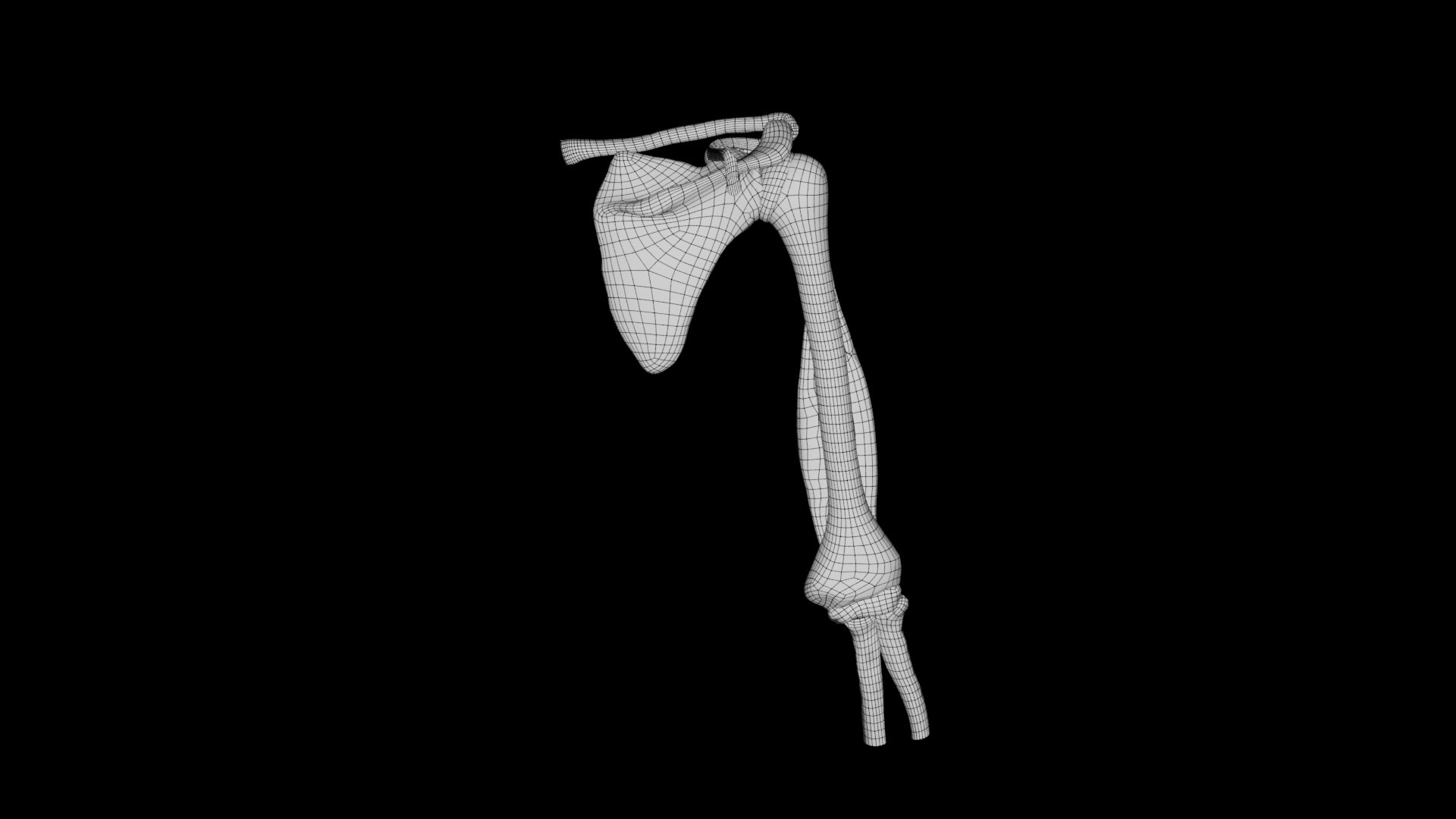 Human Anatomy-Muscular System-Anterior Muscles Of Arm 3D - TurboSquid ...