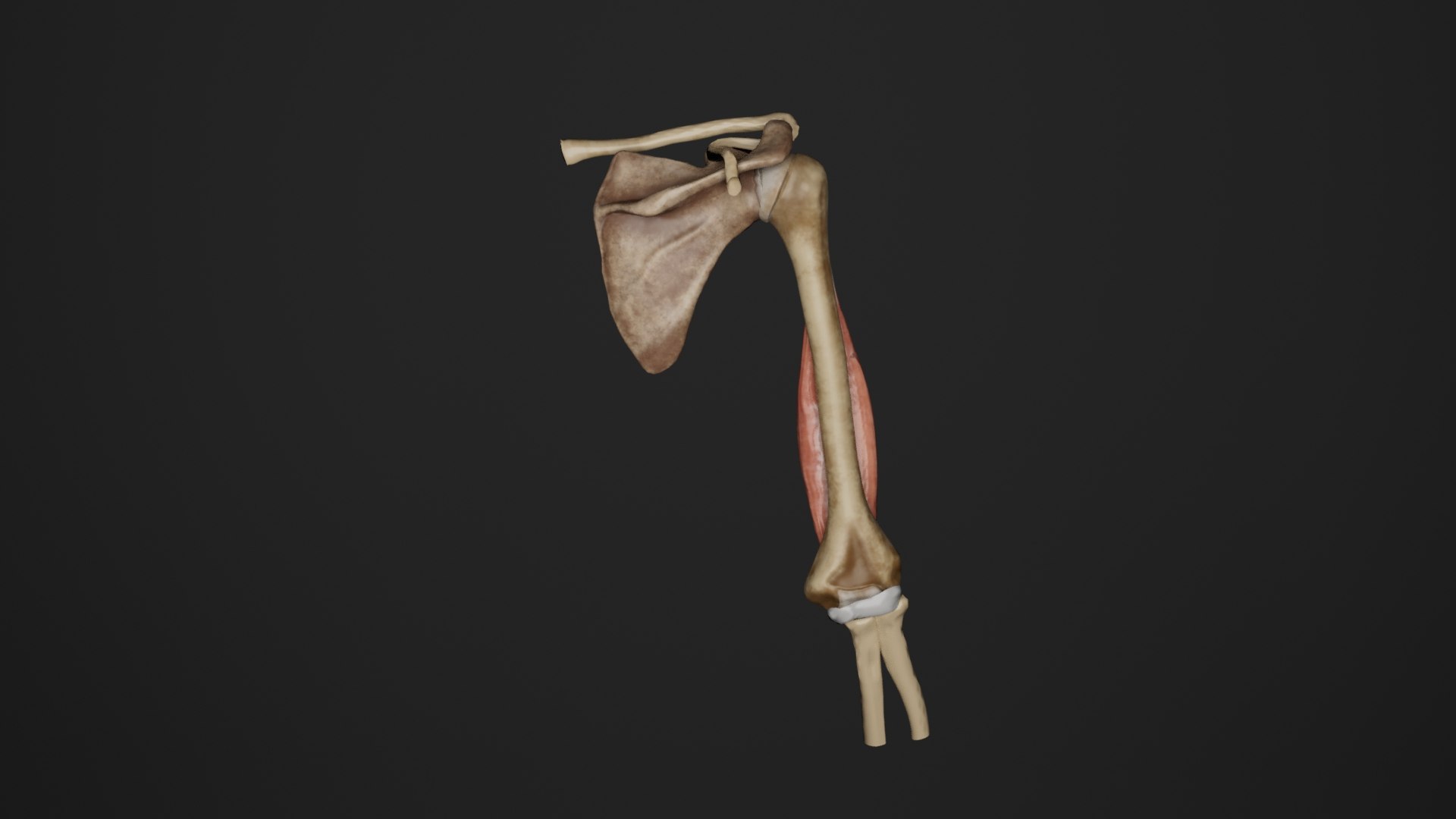 Human Anatomy-Muscular System-Anterior Muscles Of Arm 3D - TurboSquid ...