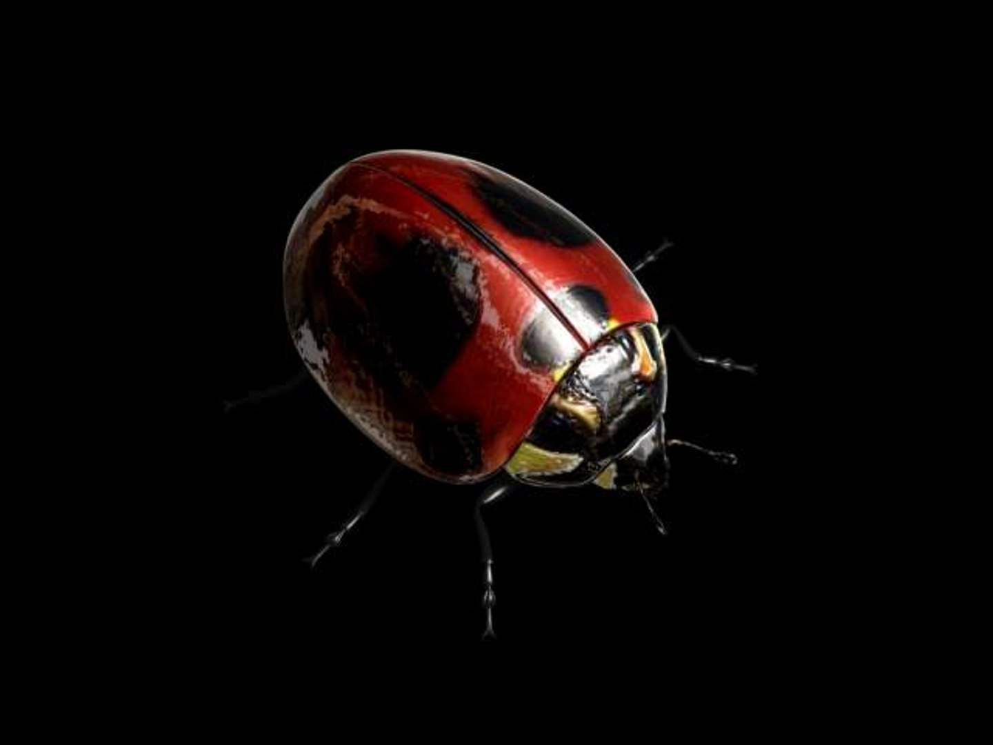 Ladybug Bug 3d Model