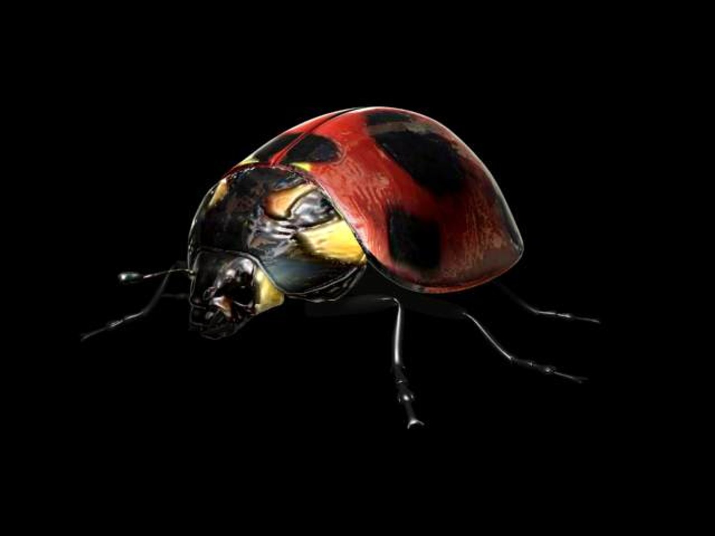 Ladybug Bug 3d Model