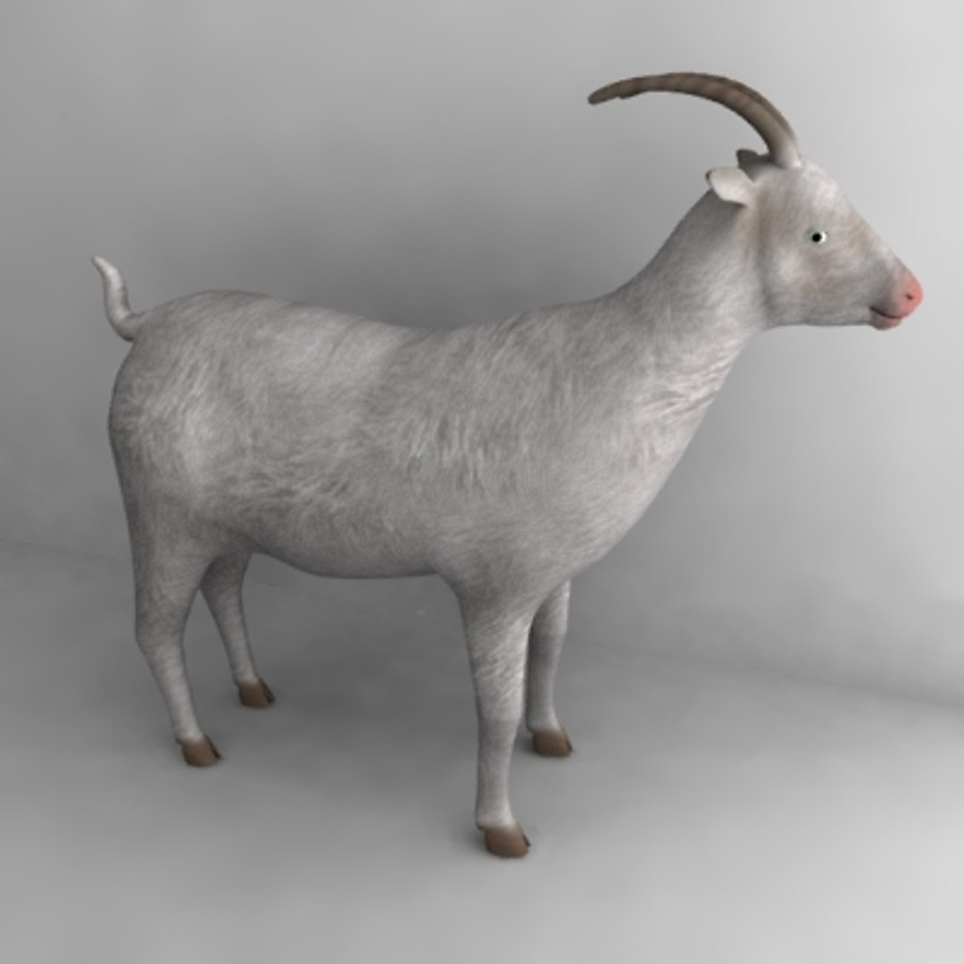 3d Model Of Goat