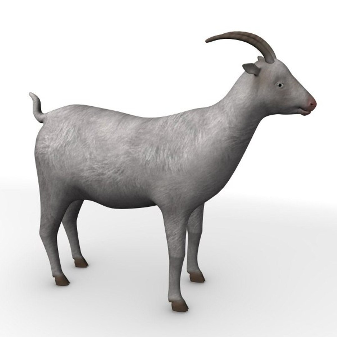 3d Model Of Goat