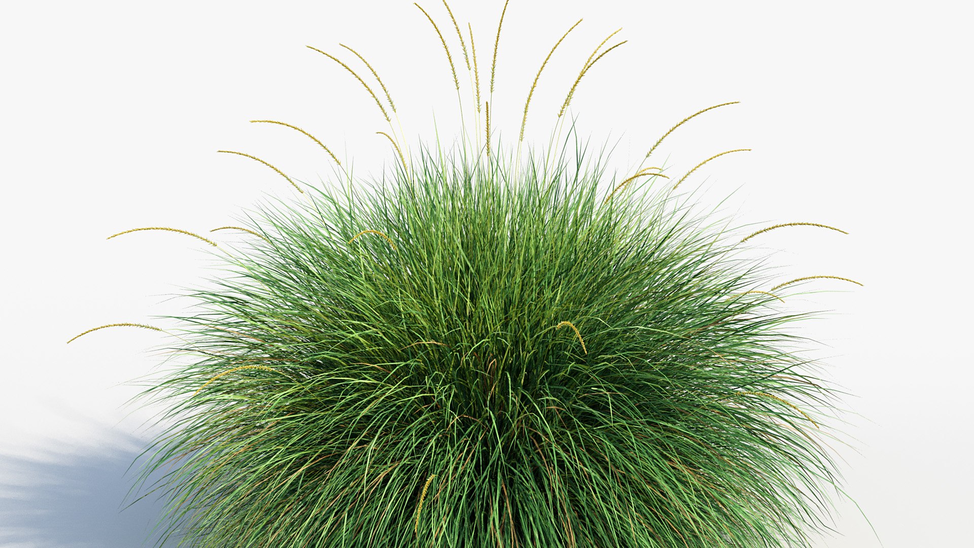 Festuca mairei Atlas fescue 02 3D model - TurboSquid 2056686