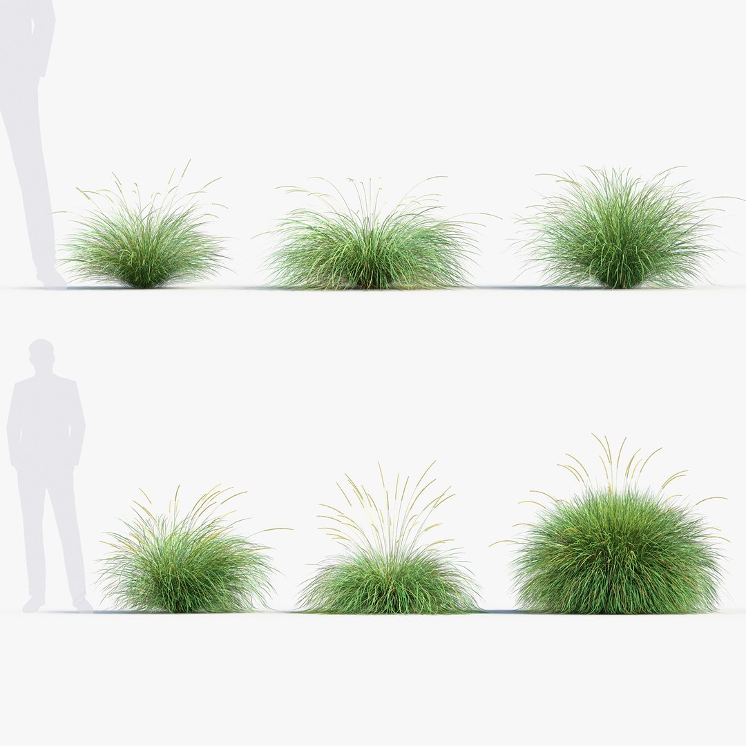 Festuca Mairei Atlas Fescue 02 3D Model - TurboSquid 2056686
