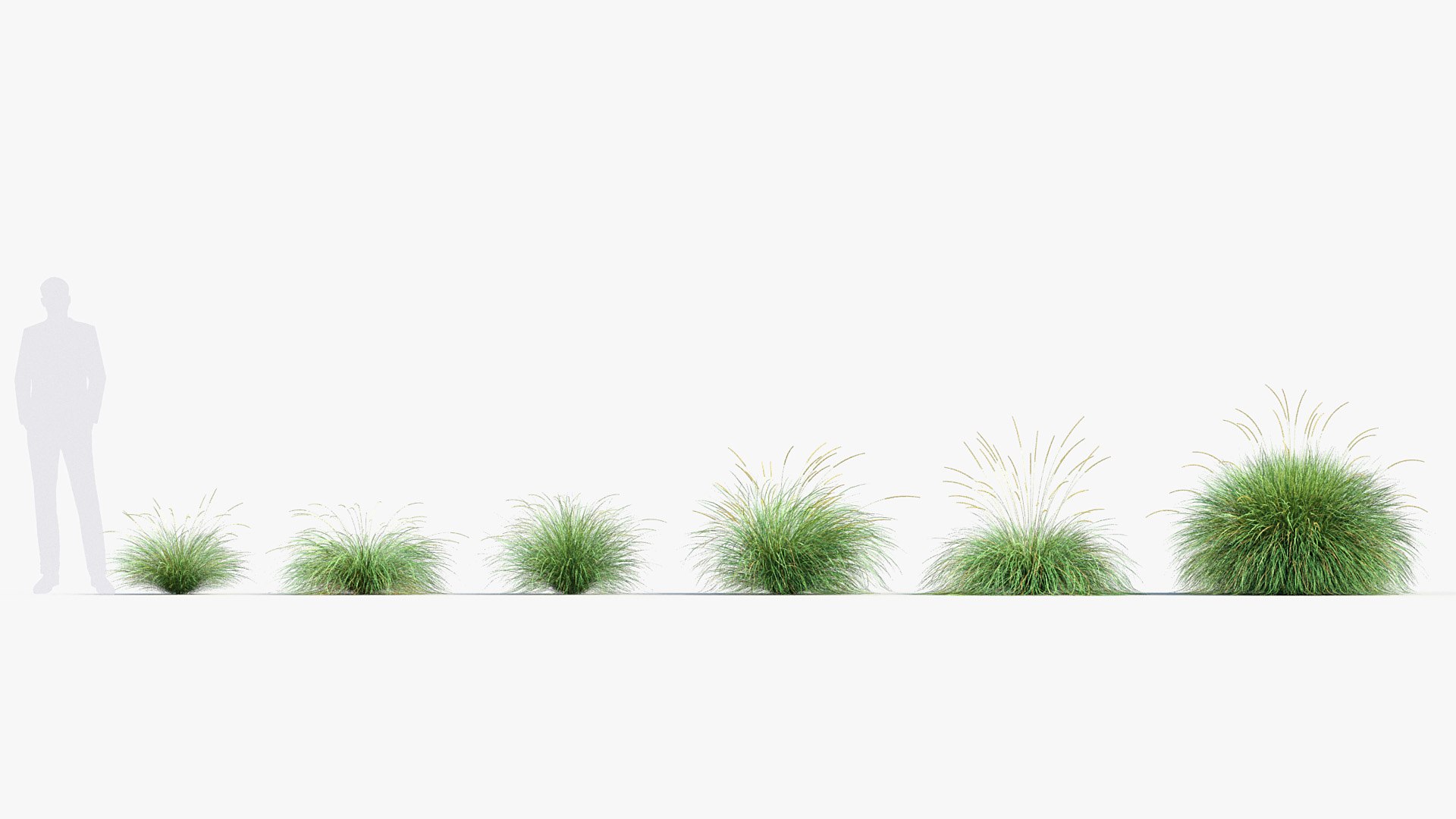 Festuca Mairei Atlas Fescue 02 3D Model - TurboSquid 2056686