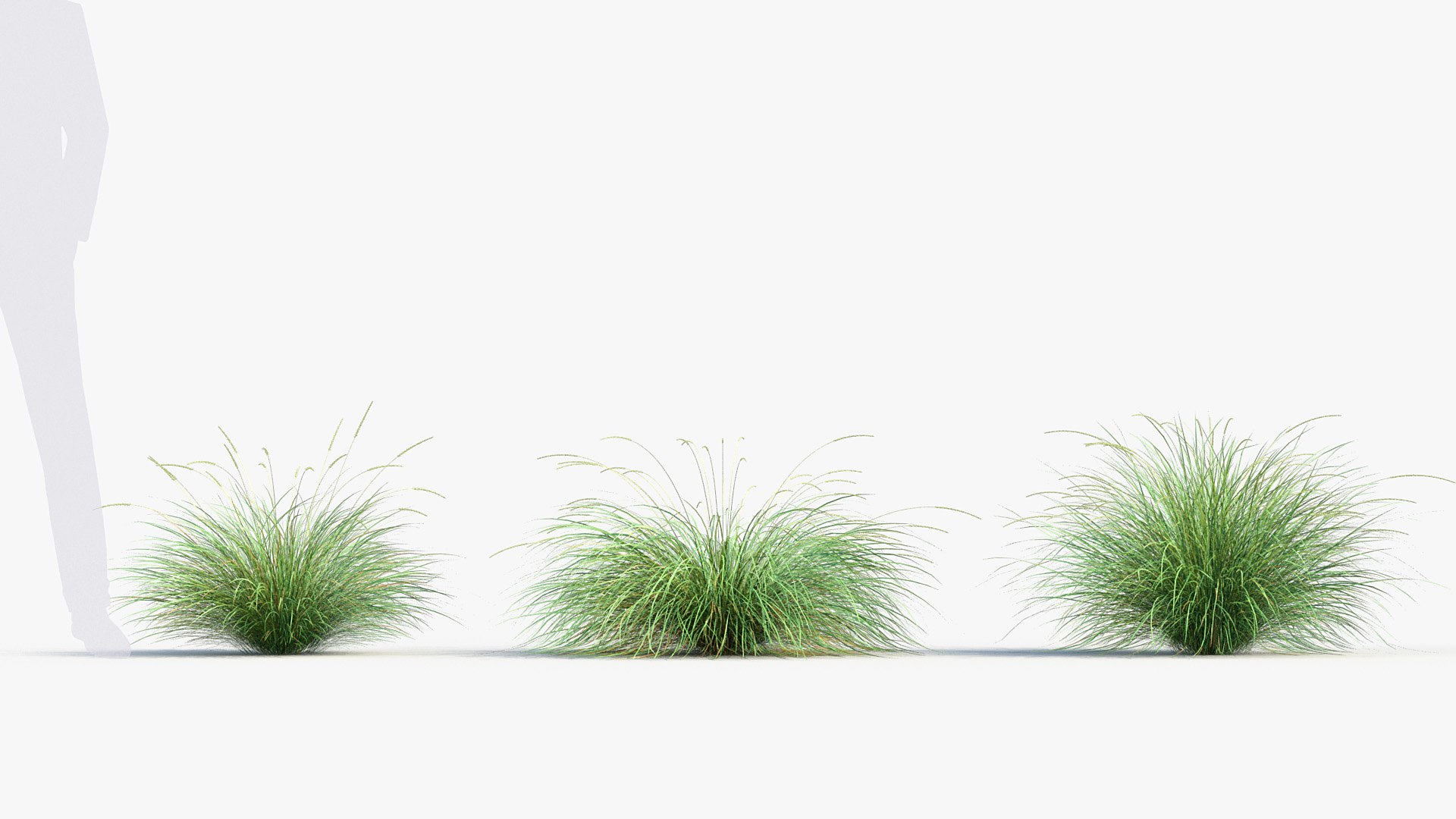 Festuca Mairei Atlas Fescue 02 3D Model - TurboSquid 2056686