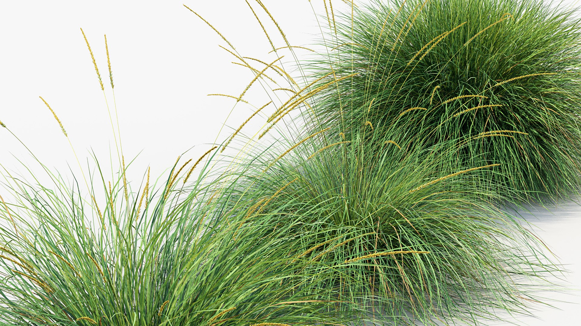 Festuca Mairei Atlas Fescue 02 3D Model - TurboSquid 2056686