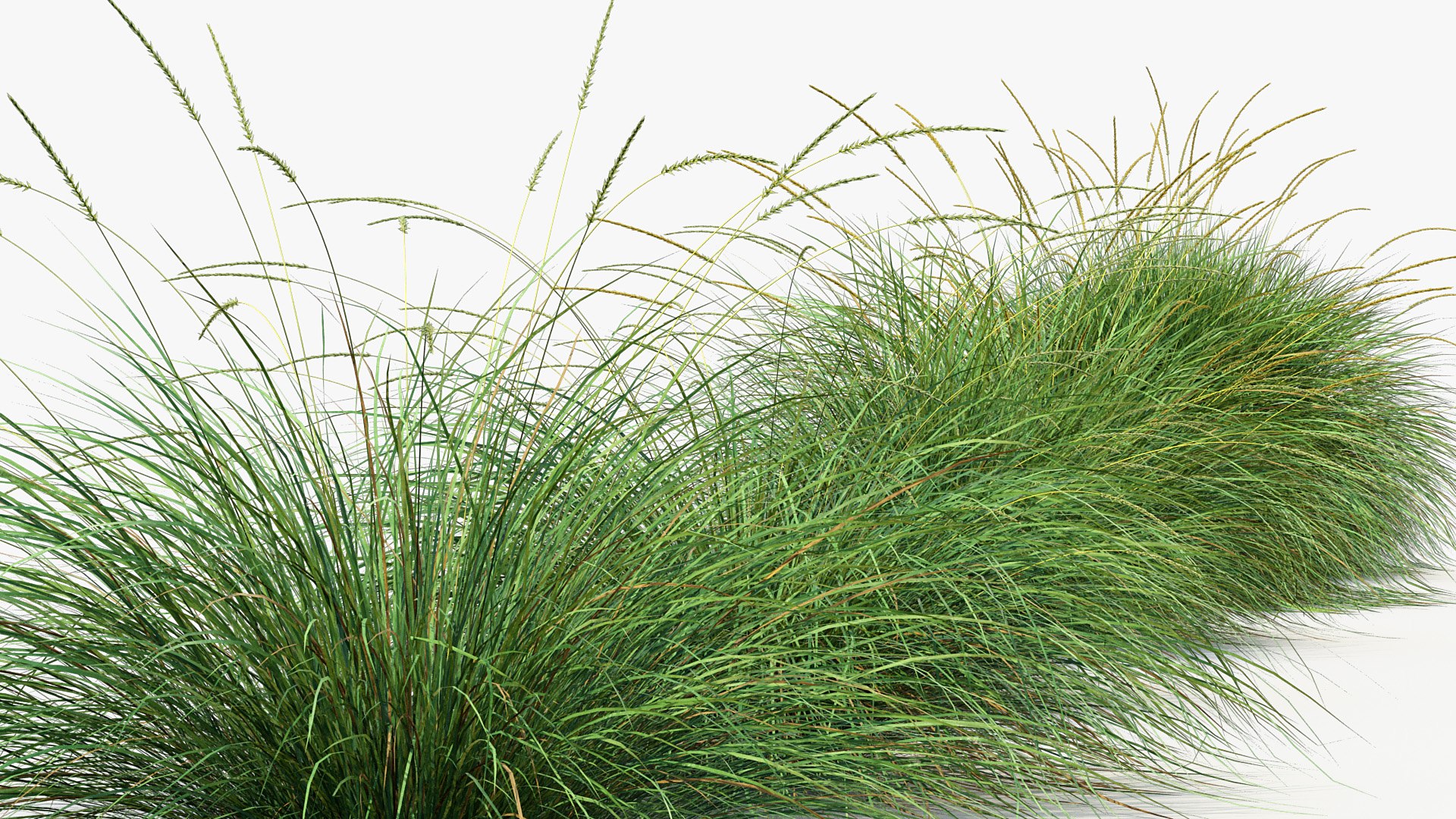Festuca mairei Atlas fescue 02 3D model - TurboSquid 2056686