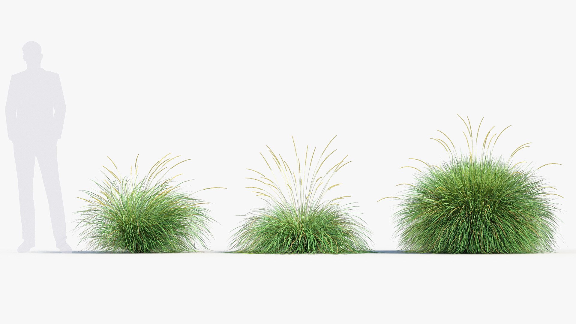 Festuca Mairei Atlas Fescue 02 3D Model - TurboSquid 2056686