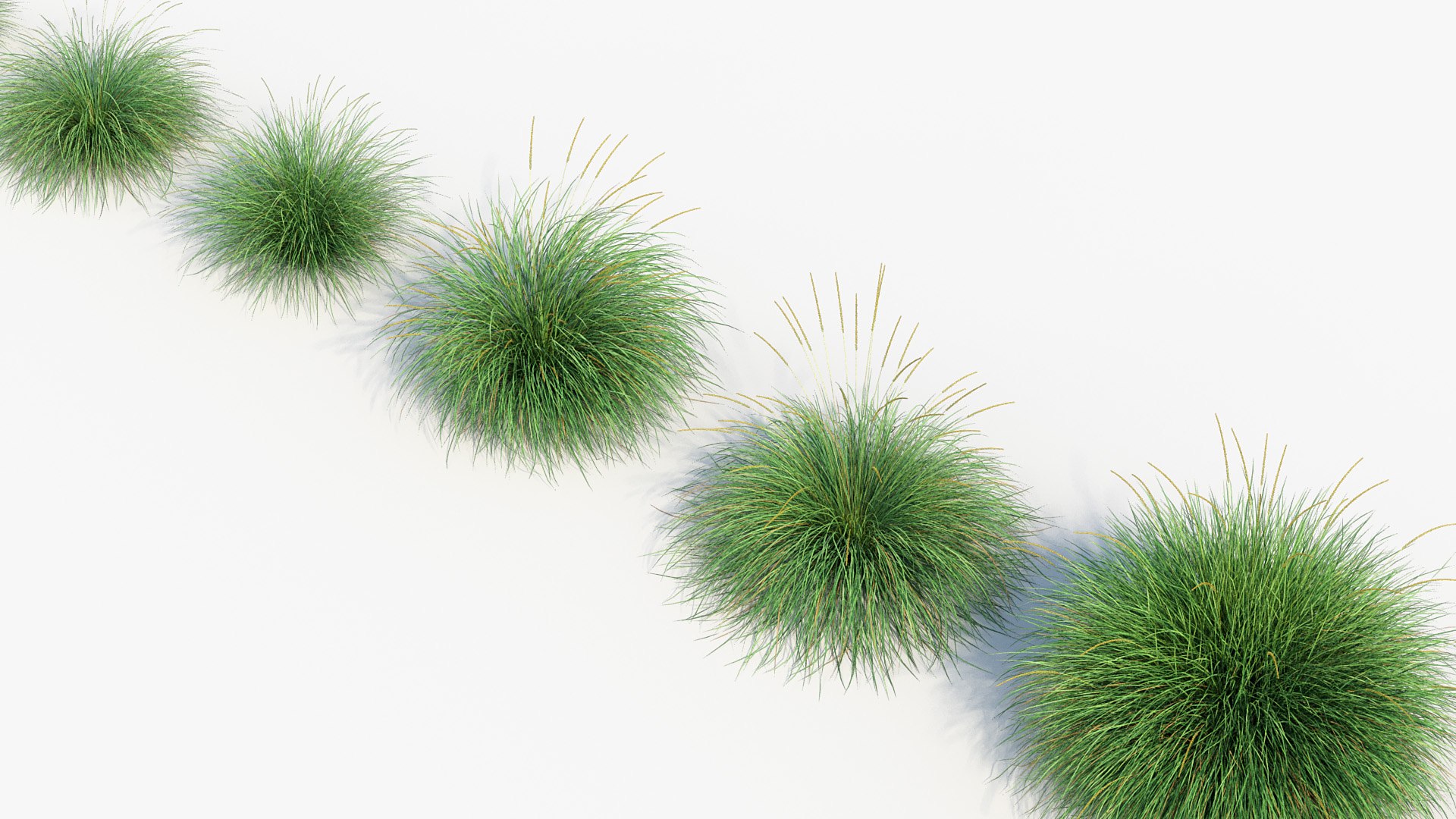 Festuca Mairei Atlas Fescue 02 3D Model - TurboSquid 2056686