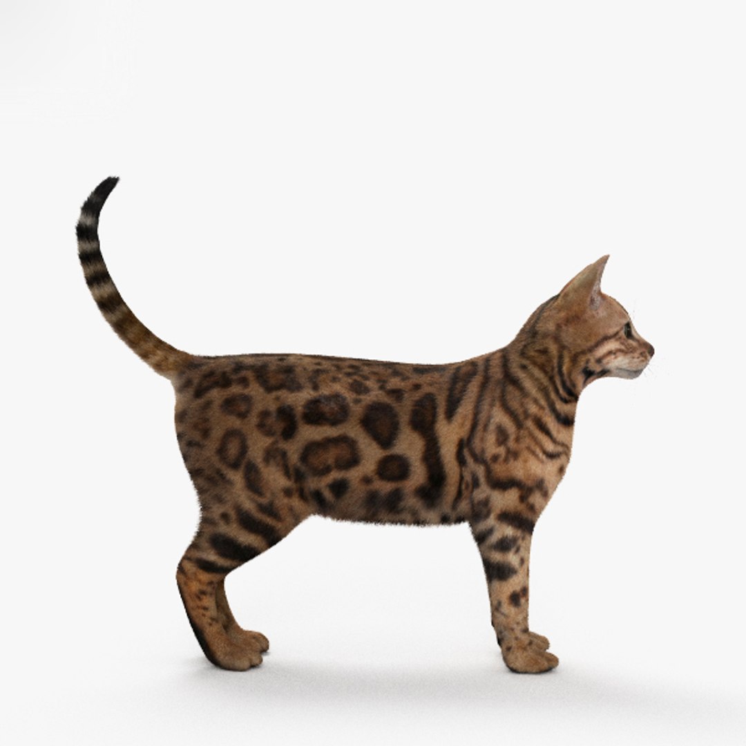 3D Cat Bengal Model - TurboSquid 1417993