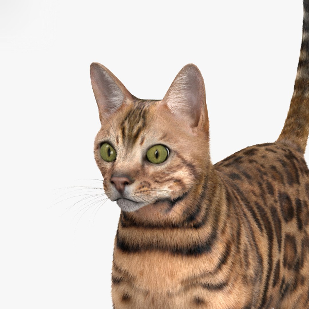 3D Cat Bengal Model - TurboSquid 1417993