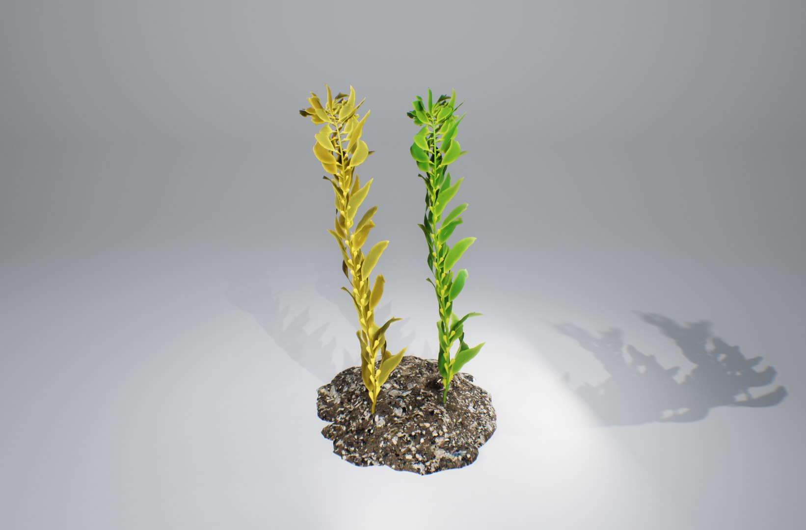 3D Kelp Brown Pbr - TurboSquid 1378609