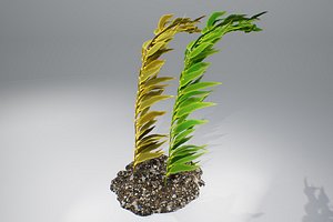 3D Algae Models | TurboSquid