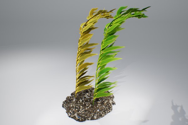 Seaweed 3D Models for Download | TurboSquid