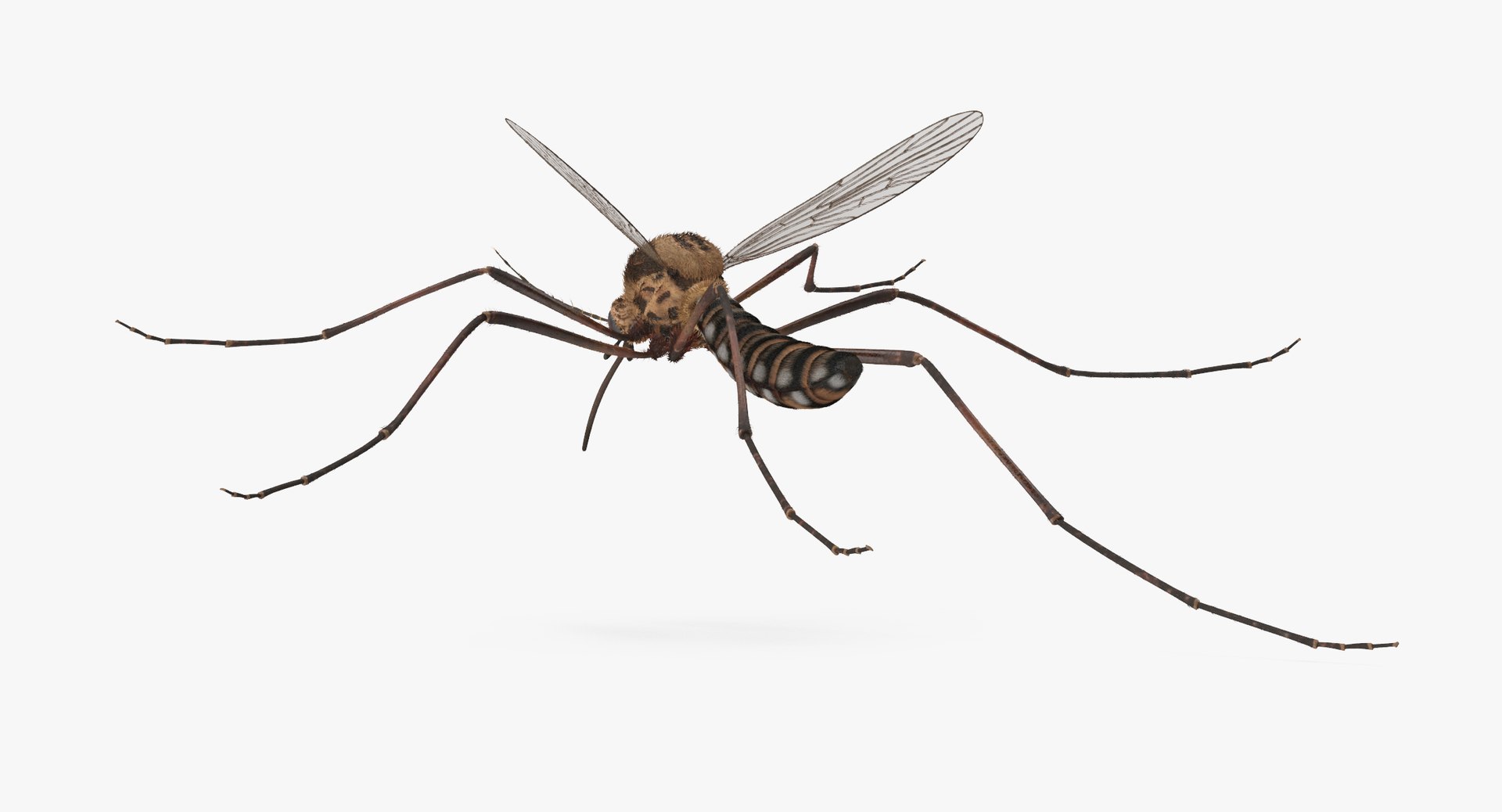 Flying Mosquito 3d Model