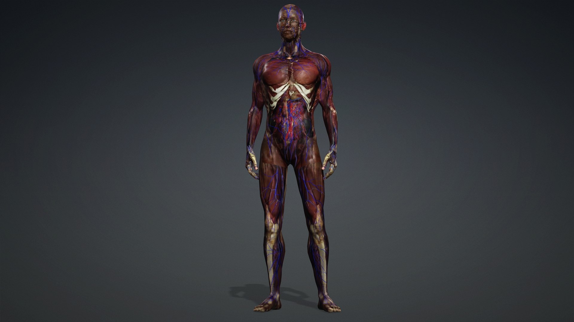 3D Skinless - TurboSquid 2222747