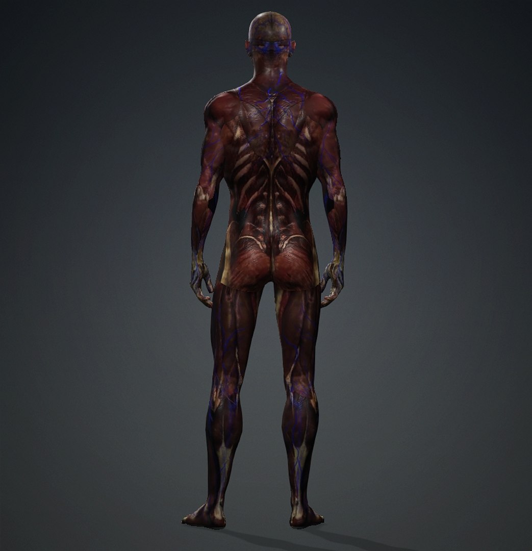 3D Skinless - TurboSquid 2222747