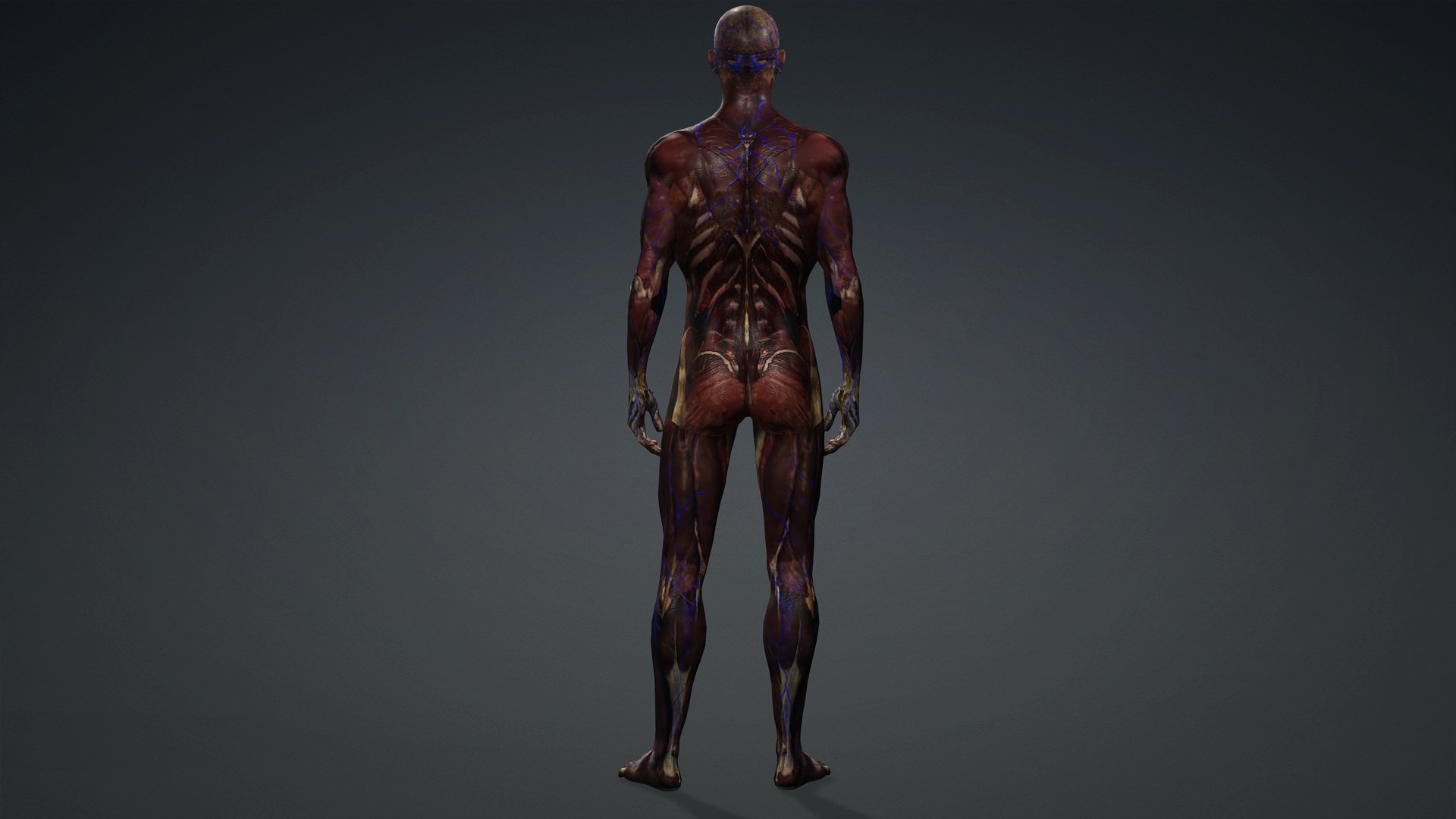 3D Skinless - TurboSquid 2222747