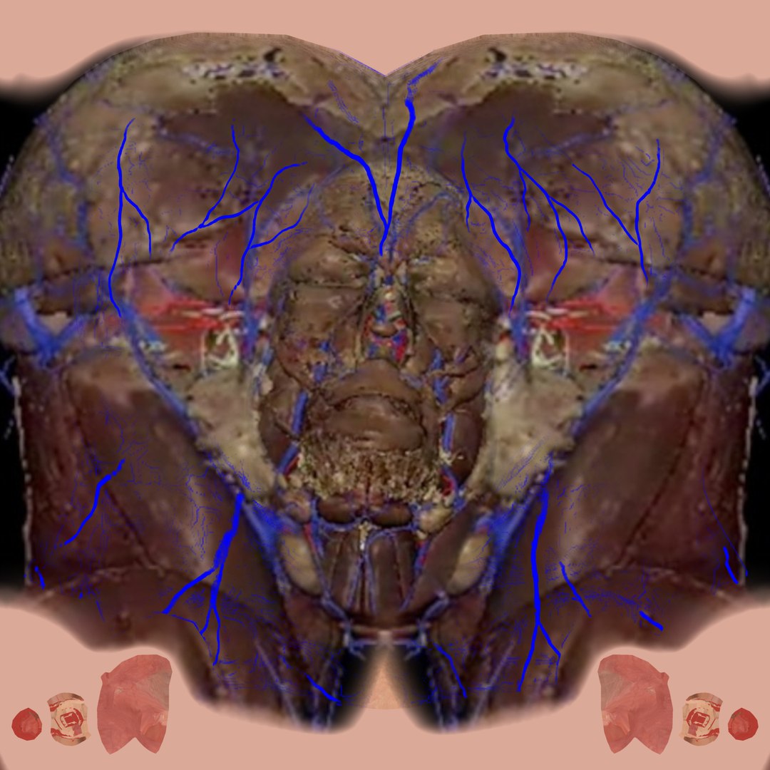 3D Skinless - TurboSquid 2222747