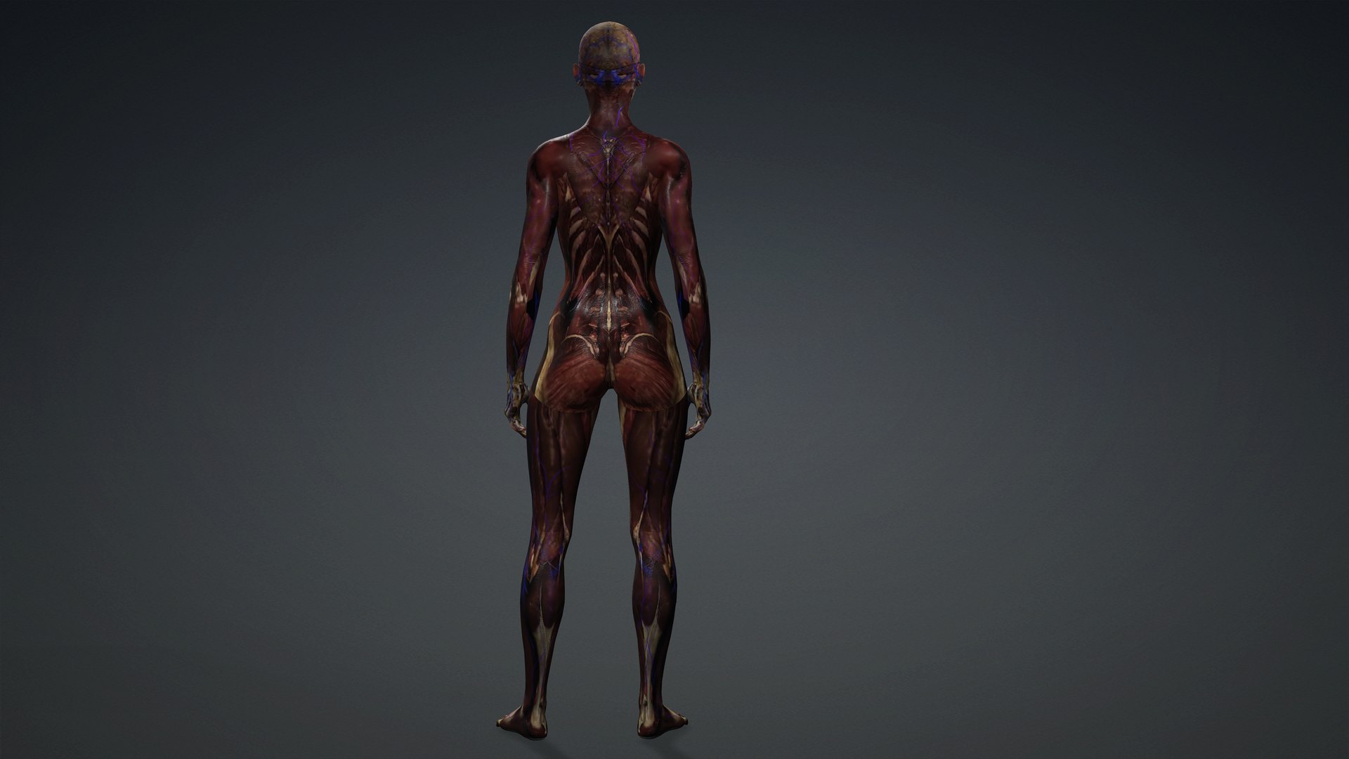 3D Skinless - TurboSquid 2222747