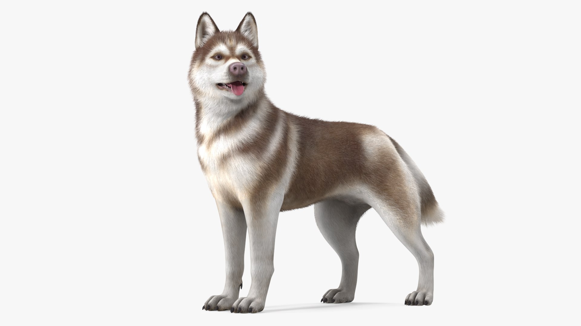3D Husky Dog Copper And White Fur Rigged - TurboSquid 1805409