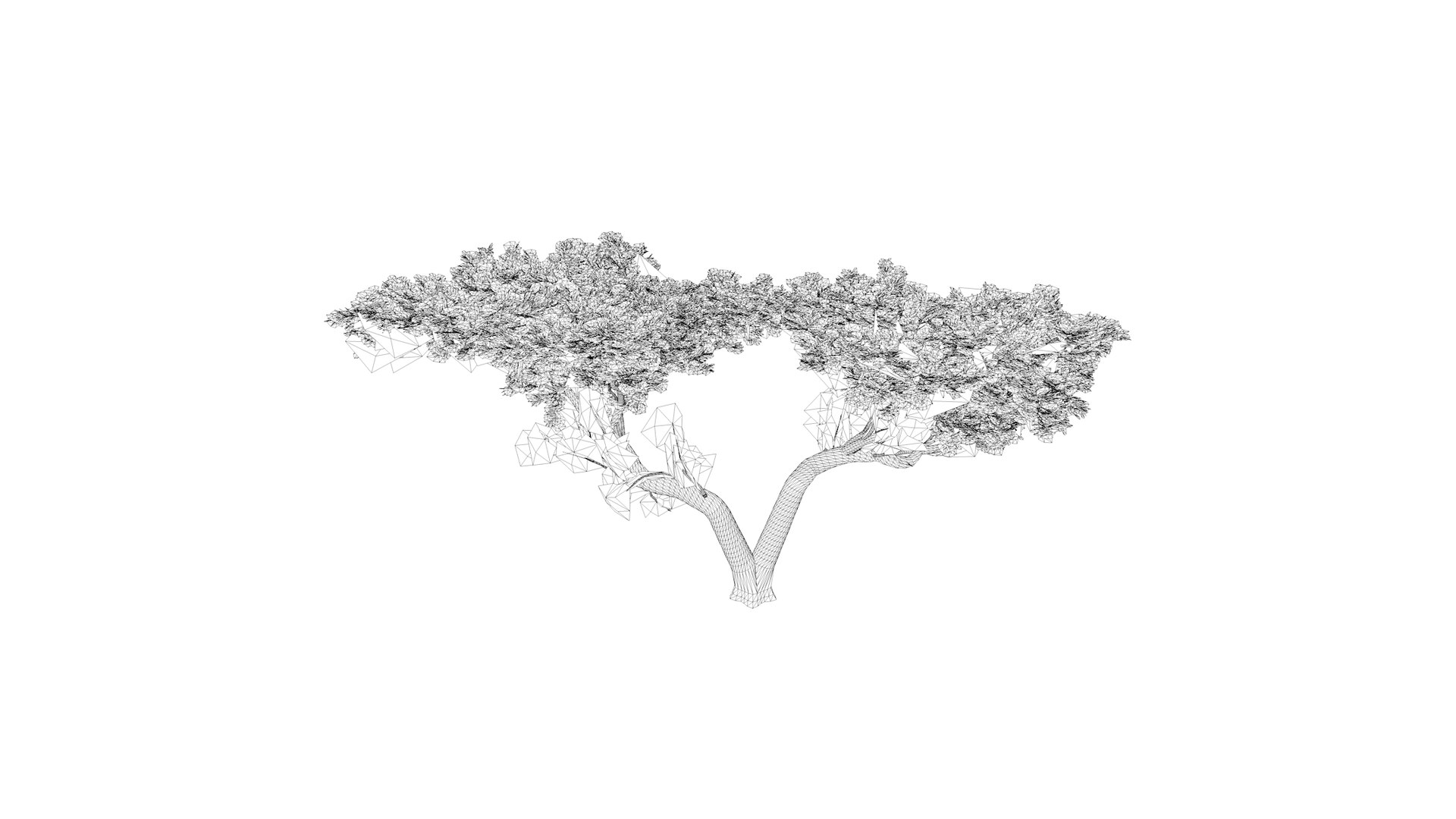 3D Monterey Cypress Tree - 06 - Model - TurboSquid 2373737