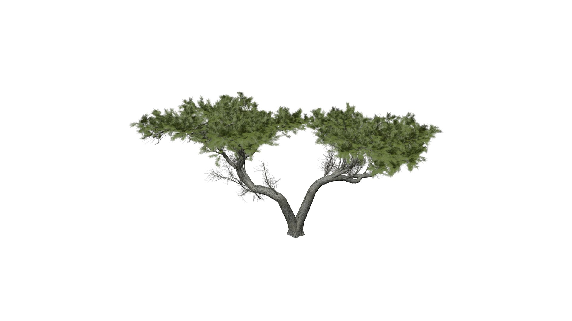 3D Monterey Cypress Tree - 06 - Model - TurboSquid 2373737