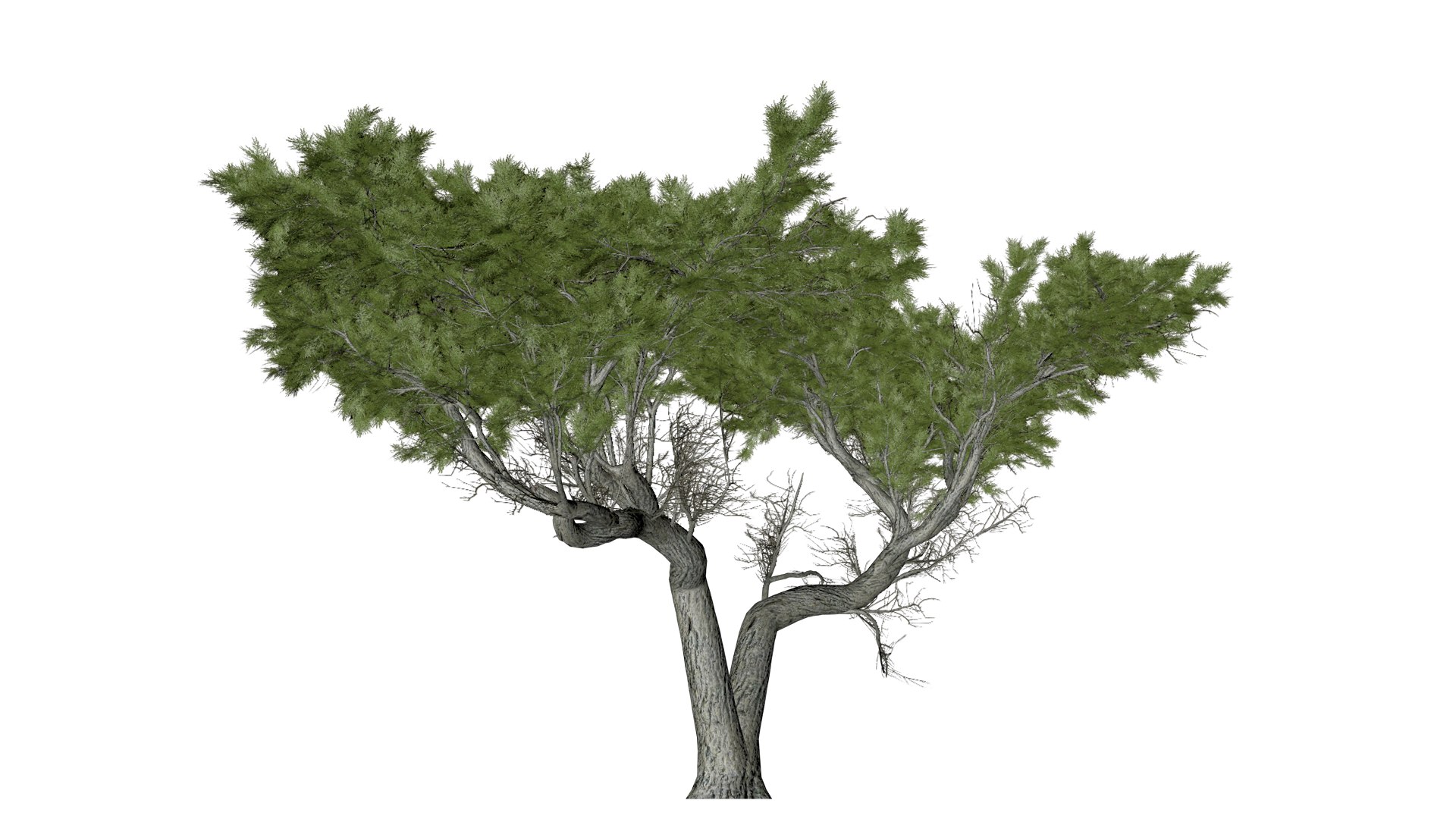 3D Monterey Cypress Tree - 06 - Model - TurboSquid 2373737