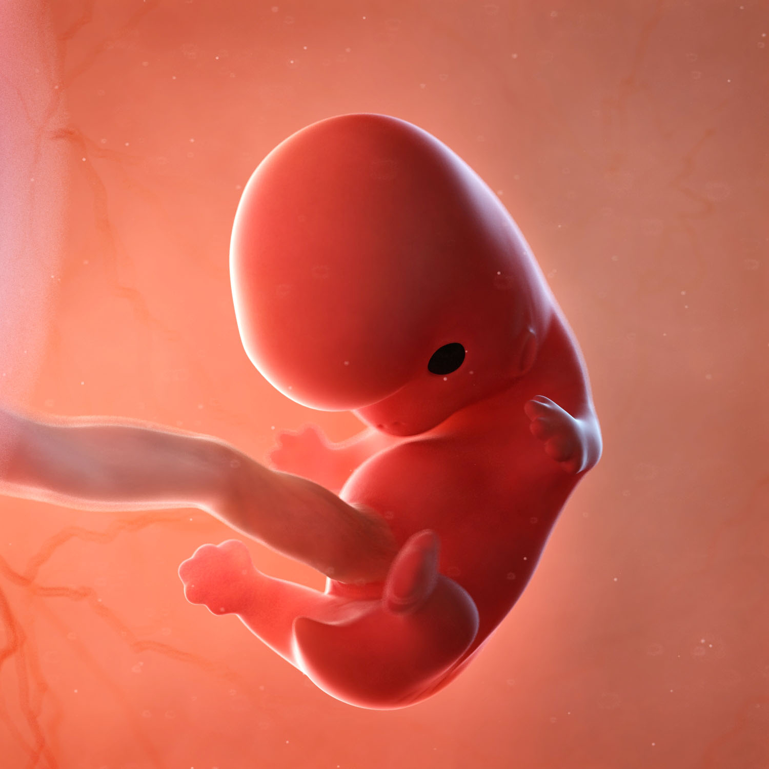 Free 3D fetus 37 development - TurboSquid 1329462