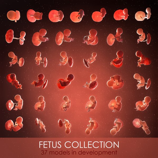 fetus womb 3d model