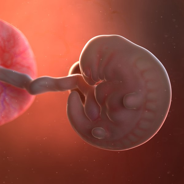 Free 3D fetus 37 development - TurboSquid 1329462