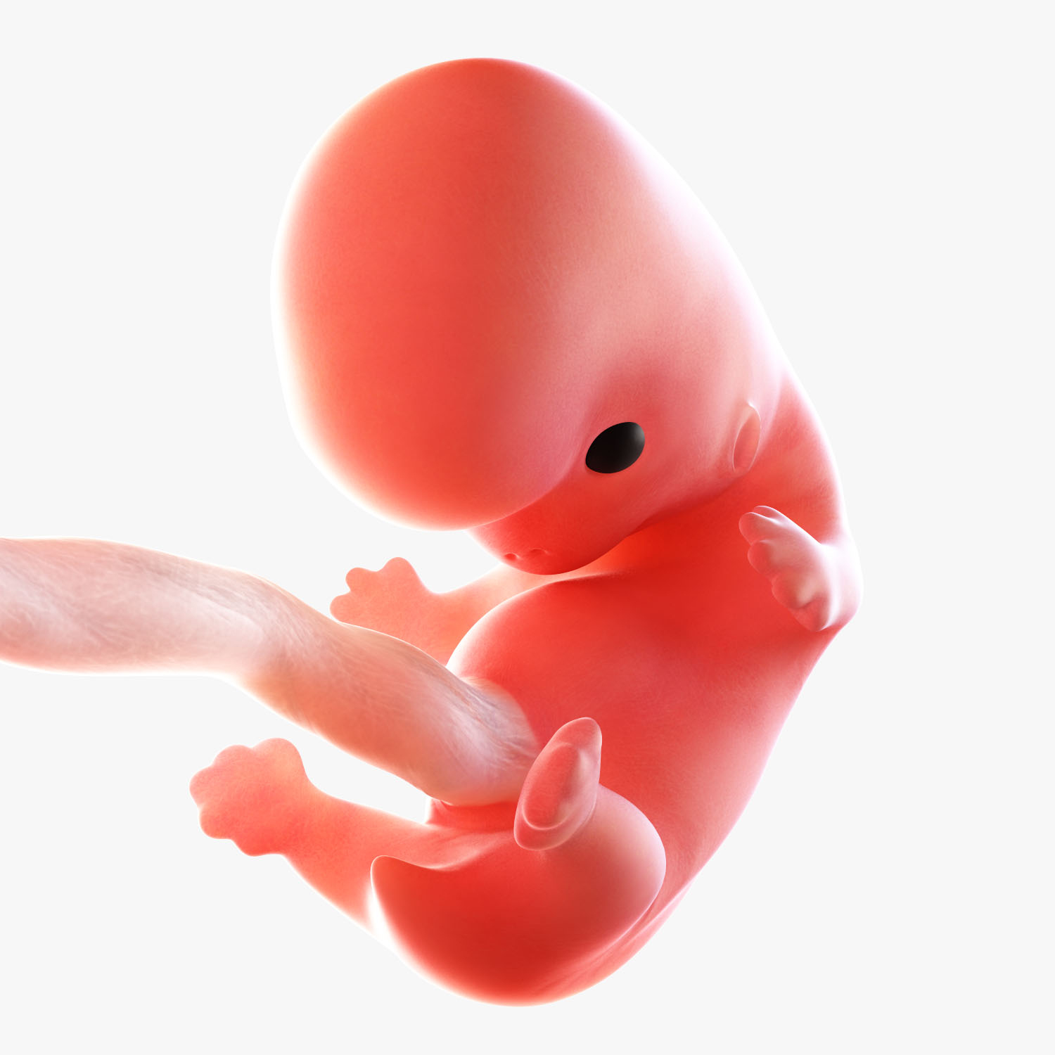Free 3D fetus 37 development - TurboSquid 1329462